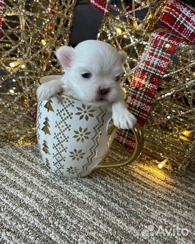 Мальтезе (Болонка)