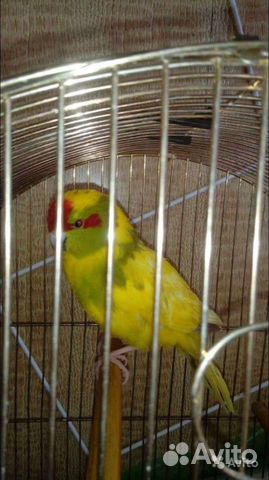 Попугай какарик молодой мальчик с клеткой