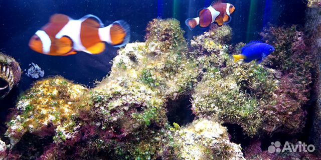 Морские рыбки