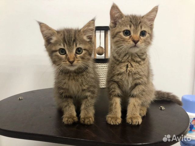 Тигровые сестрички ищут дом