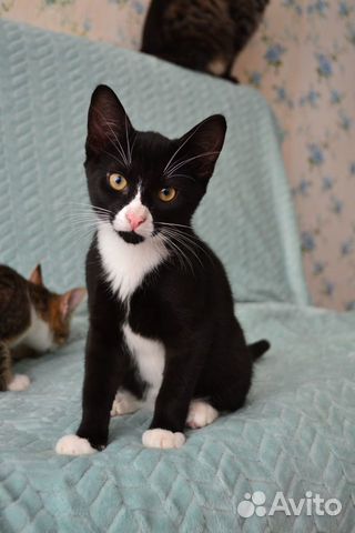 Ручной красавчик