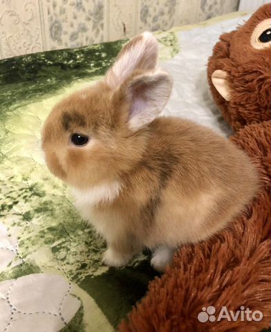 Крольчата декоративные 1.5 месяца