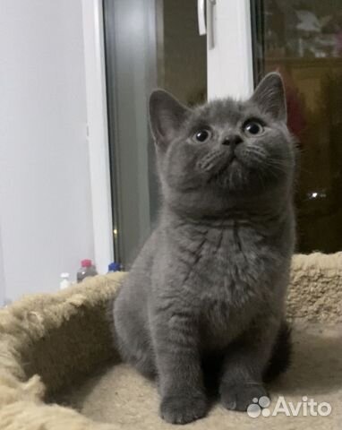 Британский котёнок мальчик