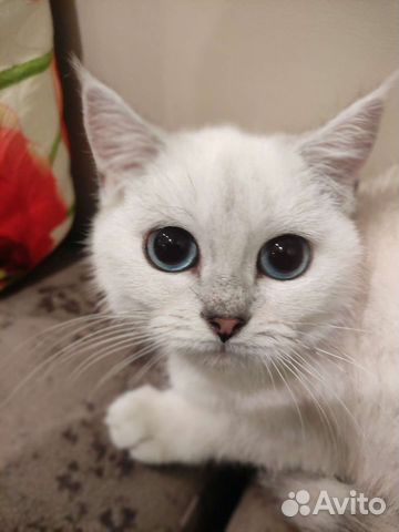 Серебряный котик с голубыми глазами