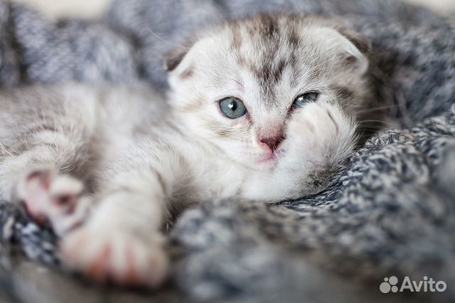 Вислоухие котята