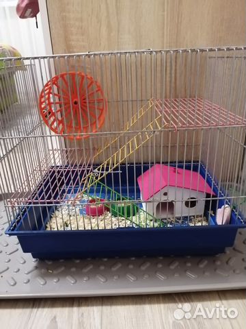 Сирийский хомяк мальчик с клеткой