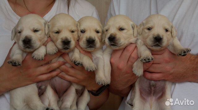 Щенки золотистого ретривера