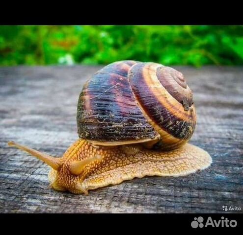 Улитки виноградные