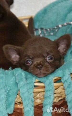 Щенки чихуахуа