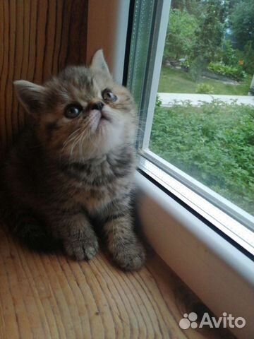 Экзотические котята