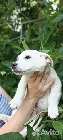 Щенок мальчик Умка в добрые руки