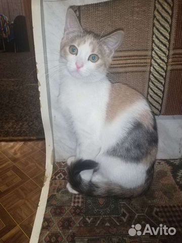 Котенок Сибирской кошки