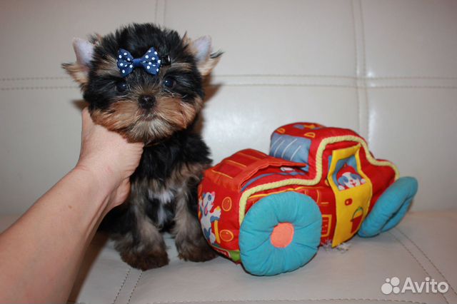 Очень красивый мальчик йорка 2 мес с документами