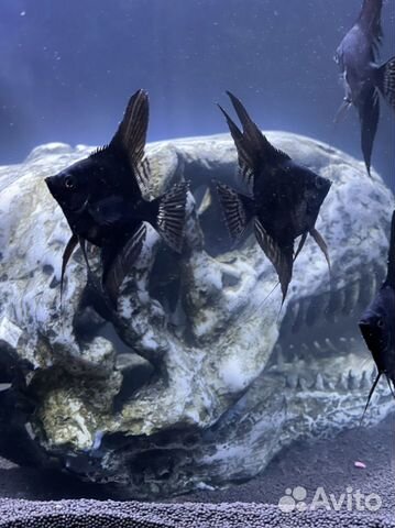 Скалярия черная 3шт