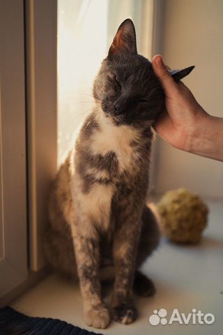 Кошка в дар бесплатно