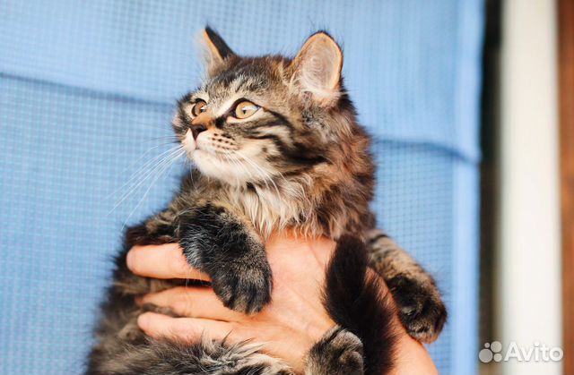 Плюшевый, ласковый котёнок мальчик 3 мес