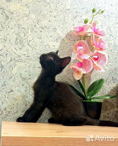 Котенок
