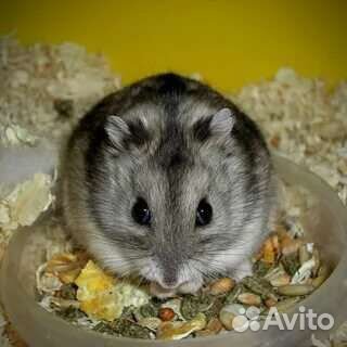 Джунгарский хомяк бесплатно