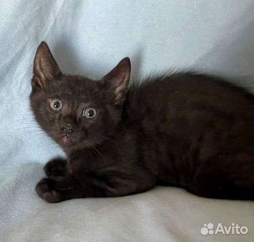 Черно-дымчатый котенок 6 недель