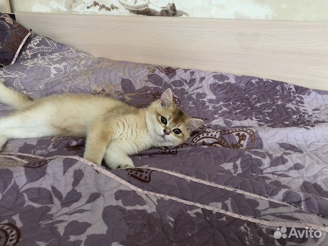 Британская кошка