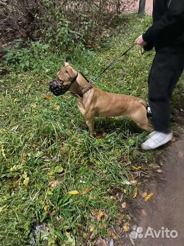 Метис стаффорда и питбуля 1,5 года в добрые руки