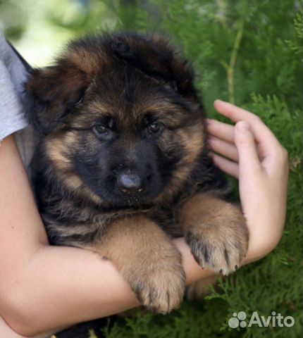 Немецкая овчарка