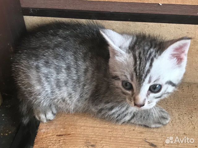 Котенок Фибрия (кошка)