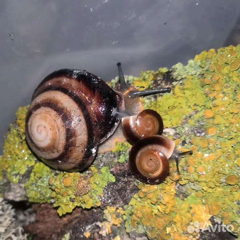 Древесные улитки Караколус (Caracolus)