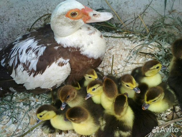 Утята мускусной утки (индоутки)