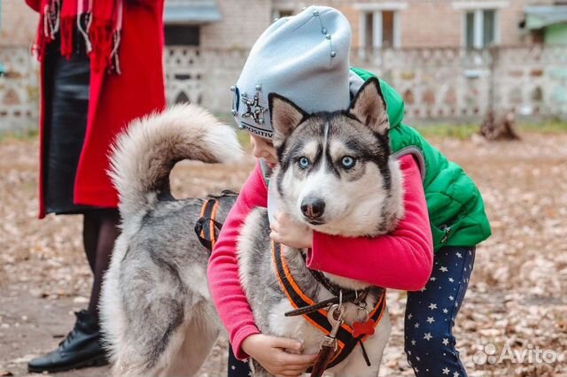 Сибирский хаски