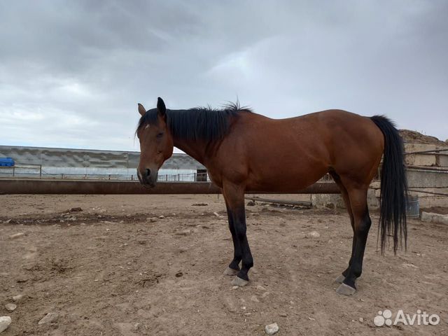 Продам лошадь