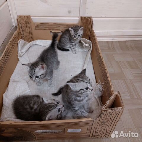 Отдам бесплатно