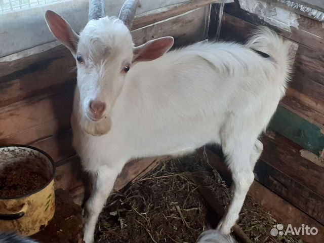 2 Козла и Козачка