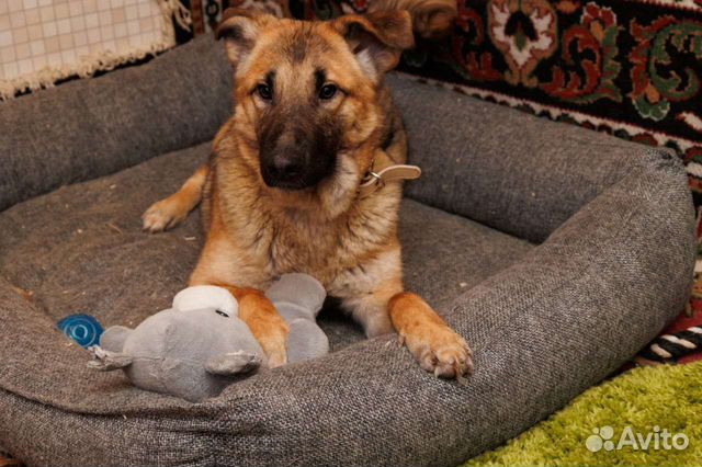 Собака милашка добрая Евочка ищет дом