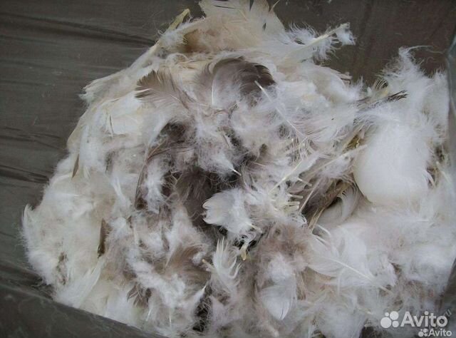 Гусиное перо