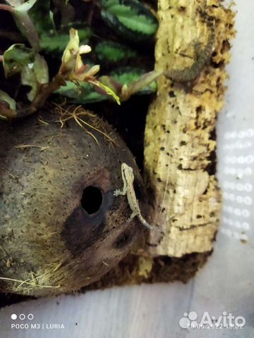Траурный геккон (Lepidodactylus Lugubris)