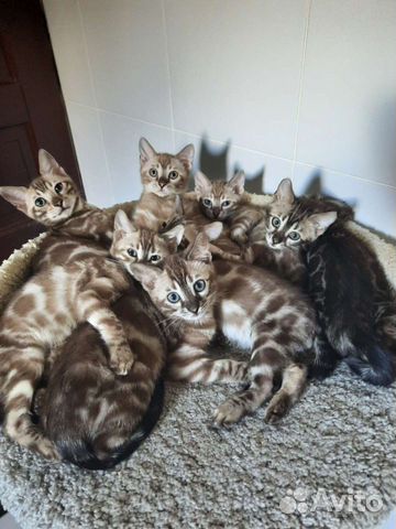 Бенгальские Снежные котята