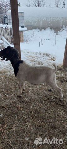 Козы и козлята продажа