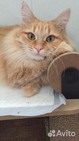 Котик рыжее чудо пушистик