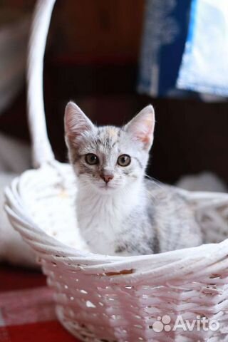 Котята метисы Британки
