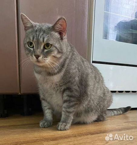 Кот Барни отдам в добрые руки. Доставка