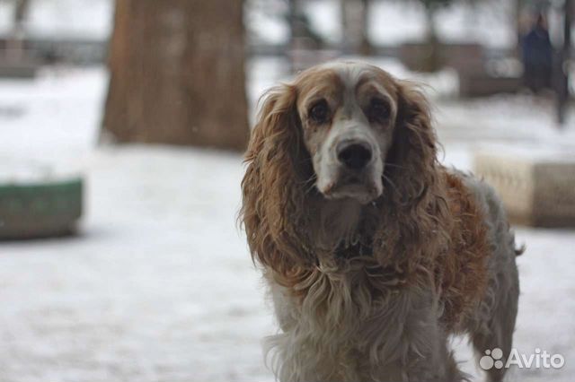Вязка, спаниель русский, доставлю
