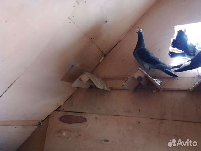 Голуби павлины, драконы