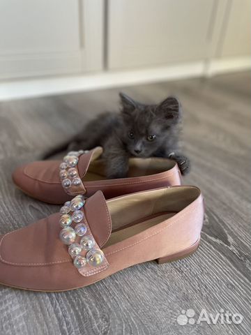 Дымик - чудный котенок