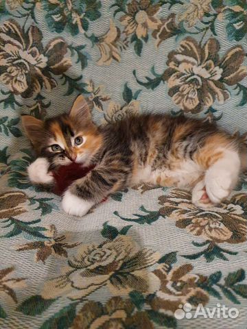 Котёнок