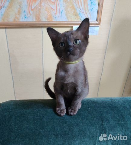 Котята европейской бурмы