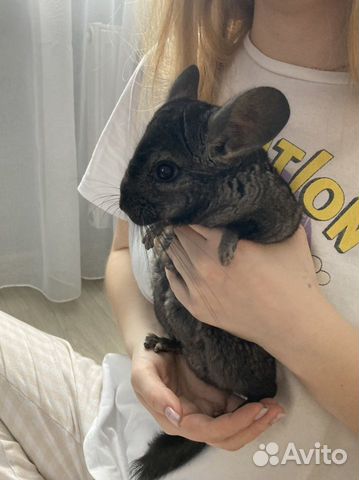 Шиншилла (1,5 года)