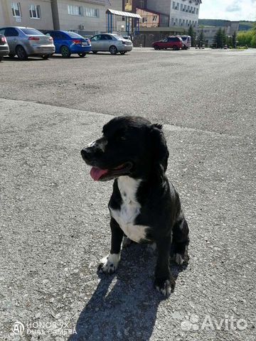 Русский спаниель вязка