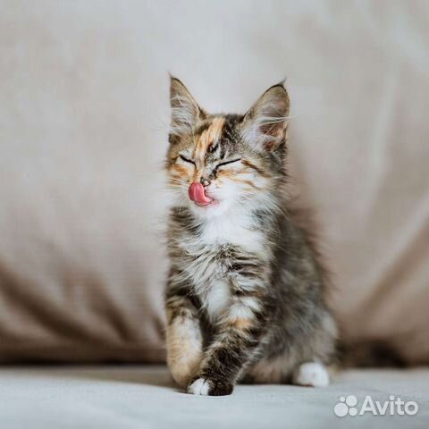 За мурчательная Алиса в дар