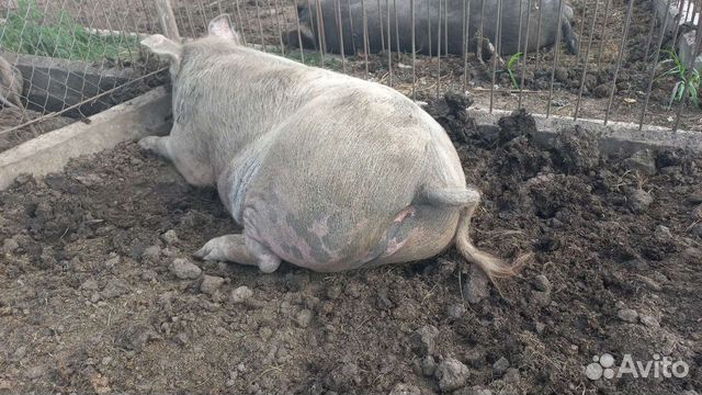 Свиньи живым весом